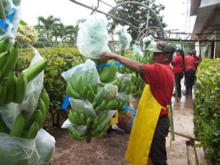 PROCESO DEL BANANO EN COSTA RICA